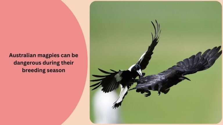 40 FAQs and Facts About Australian Magpies You Need to Know