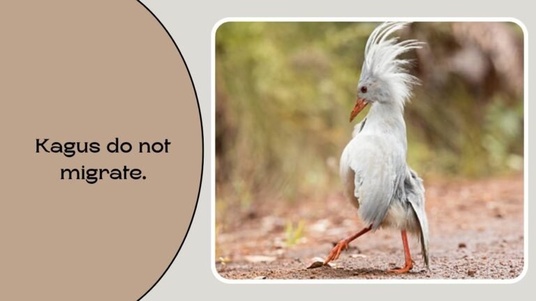 25 Facts and FAQs About the Kagu Bird: Everything you Need to Know