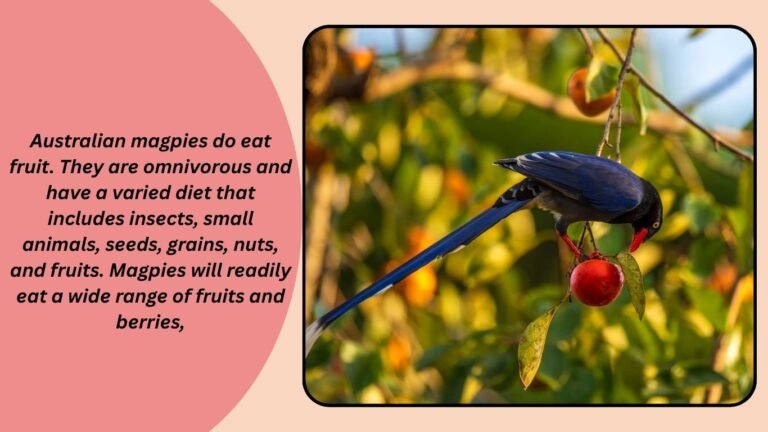 40 FAQs and Facts About Australian Magpies You Need to Know