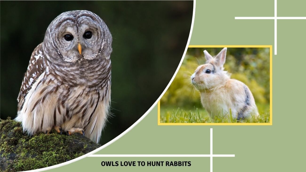 What Do Owls Eat? Hunting Style: Their 12 Favorite Foods