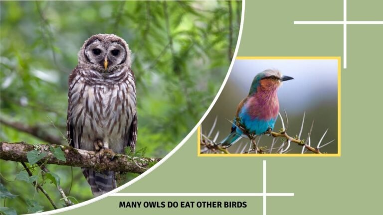 What Do Owls Eat? Hunting Style: Their 12 Favorite Foods