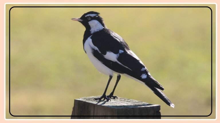 What Do Magpies Eat? 25 Foods They Love Eat