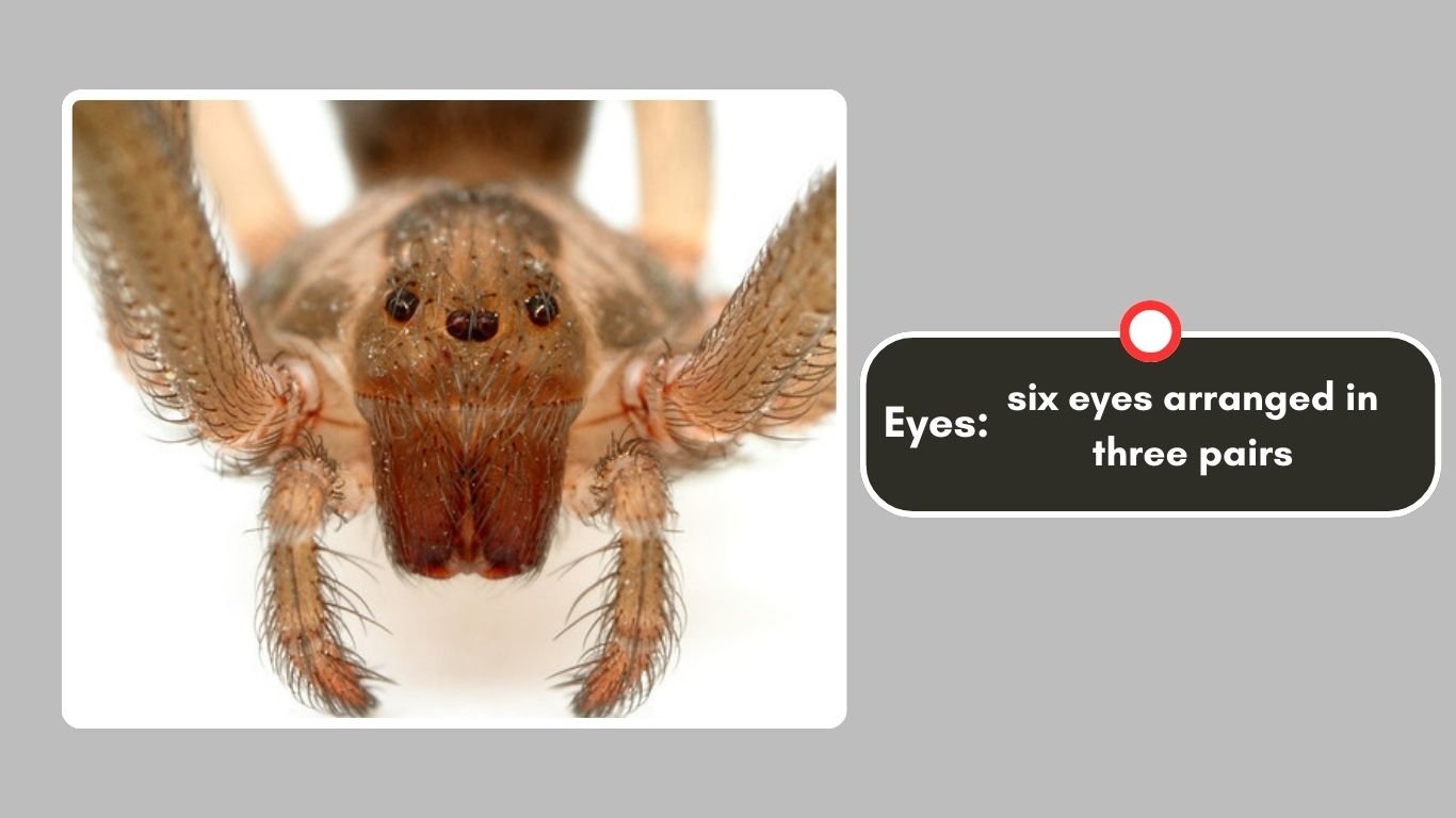 Brown Recluse Spider Identification: Step-by-Step Guide