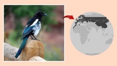 Where Do Magpies Live and Where Do They Come From?