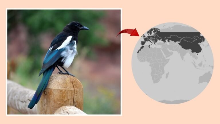 Where Do Magpies Live and Where Do They Come From?