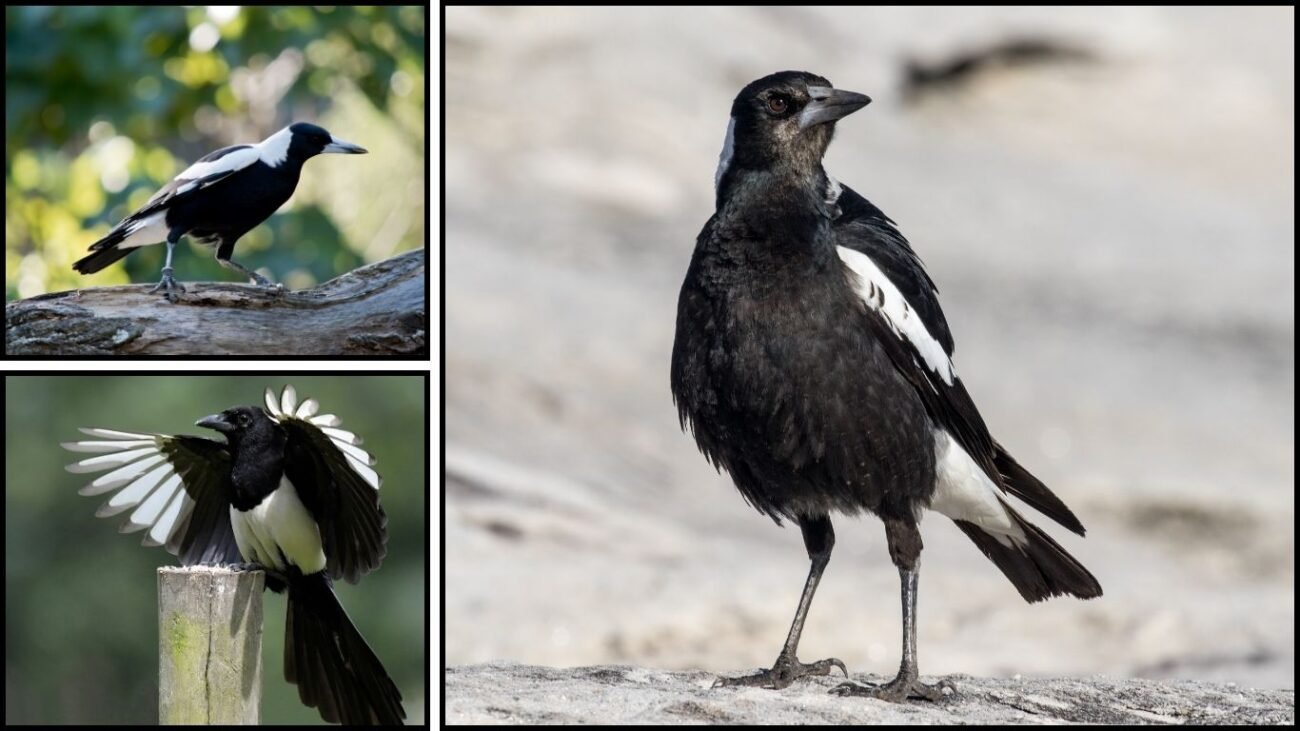 40 FAQs and Facts About Australian Magpies You Need to Know