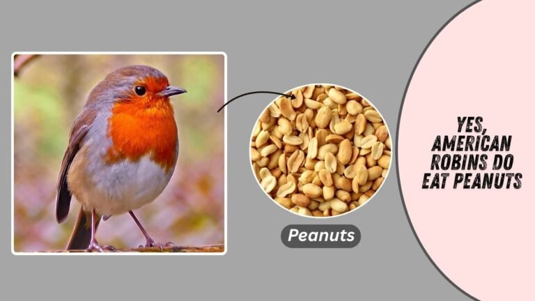 23 Commonly FAQs and Facts About American Robin Diet