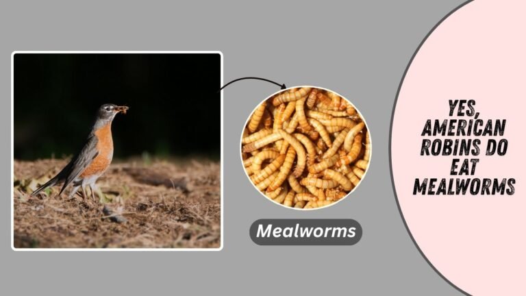 23 Commonly FAQs and Facts About American Robin Diet