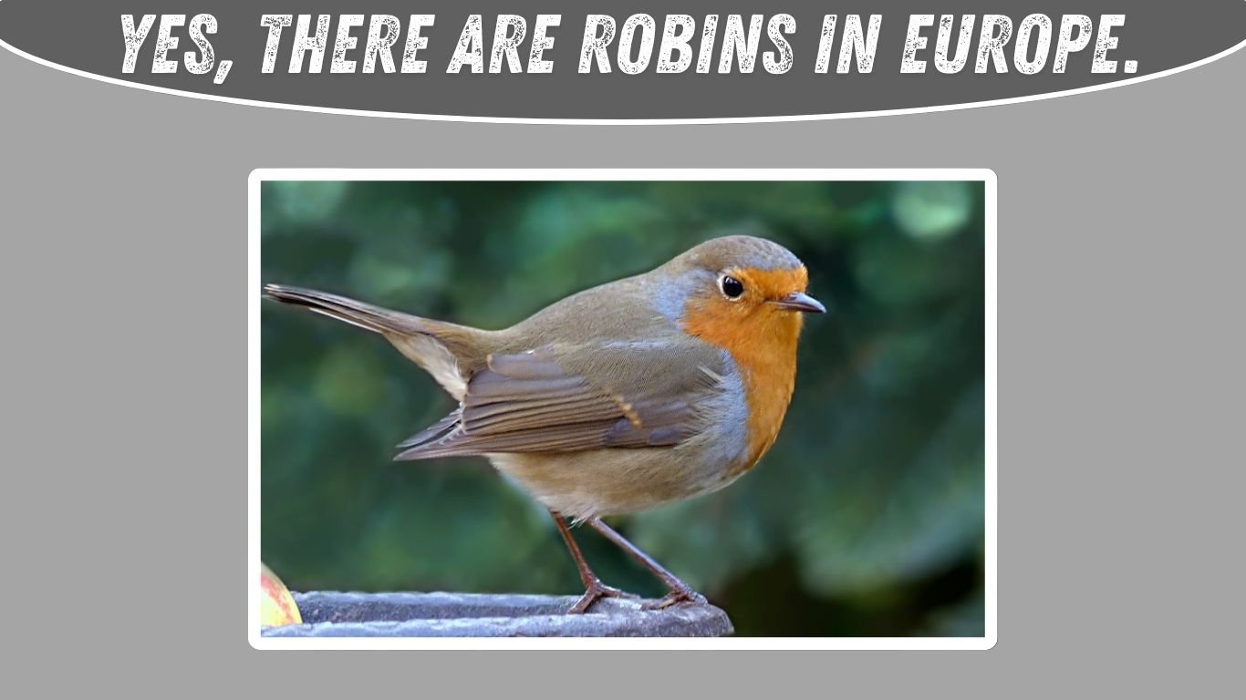 20 Common Questions and Facts About the European Robin