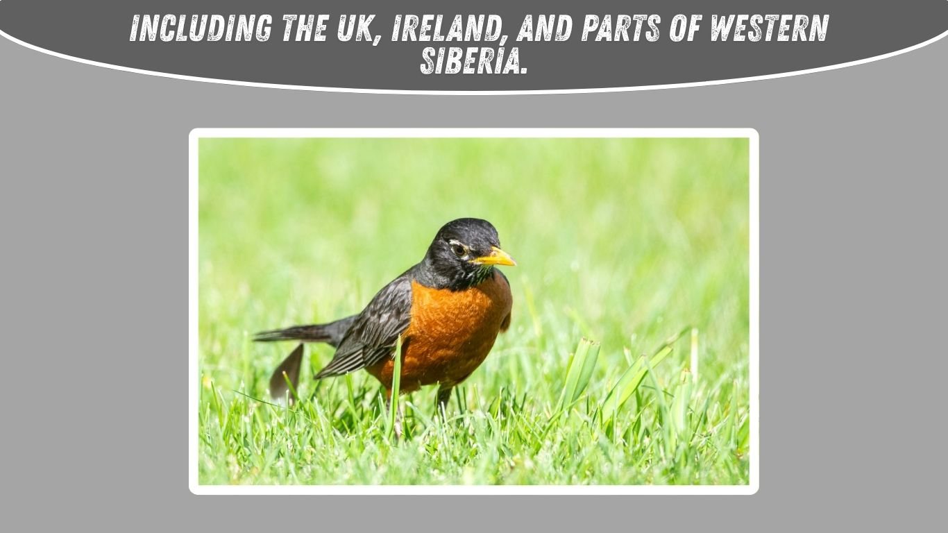 20 Common Questions and Facts About the European Robin