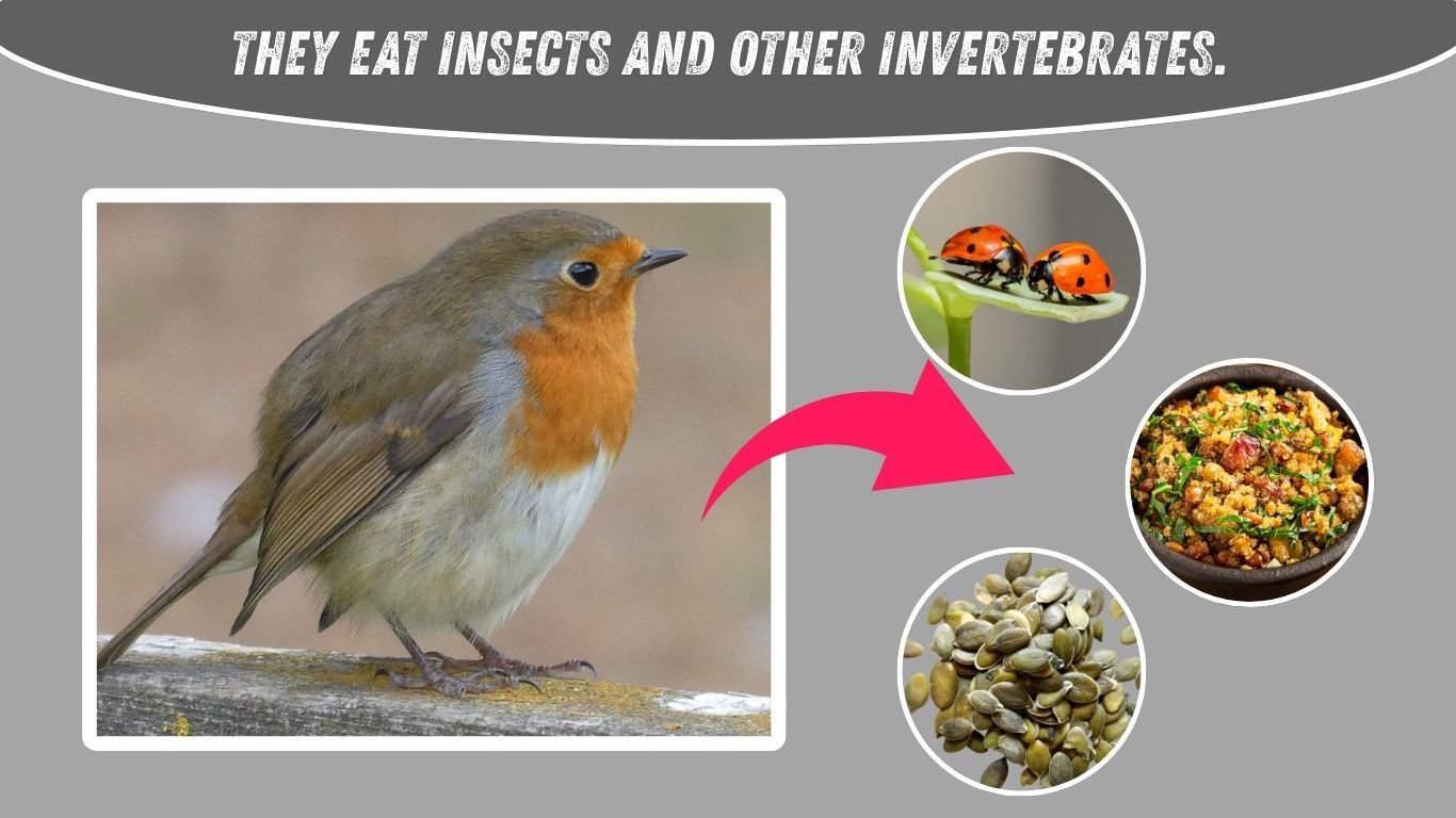 20 Common Questions and Facts About the European Robin