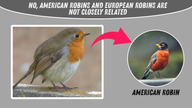 20 Common Questions and Facts About the European Robin