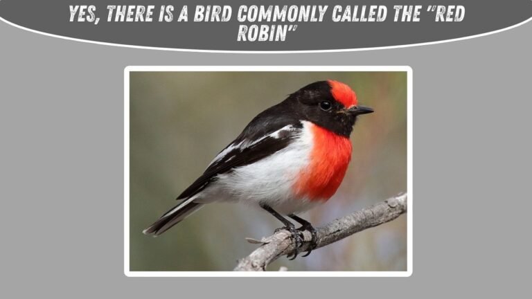 26 FAQs And Facts About the Red Robin Bird