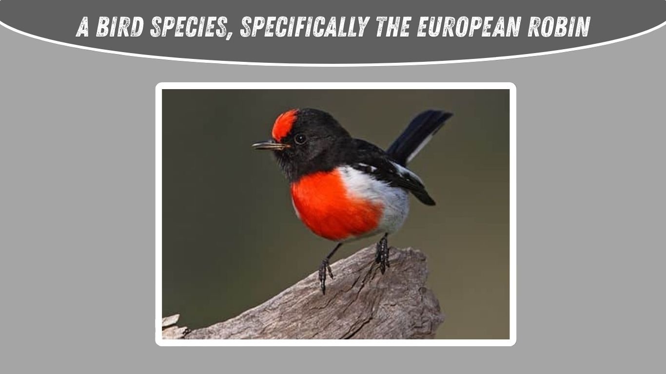 26 FAQs And Facts About the Red Robin Bird