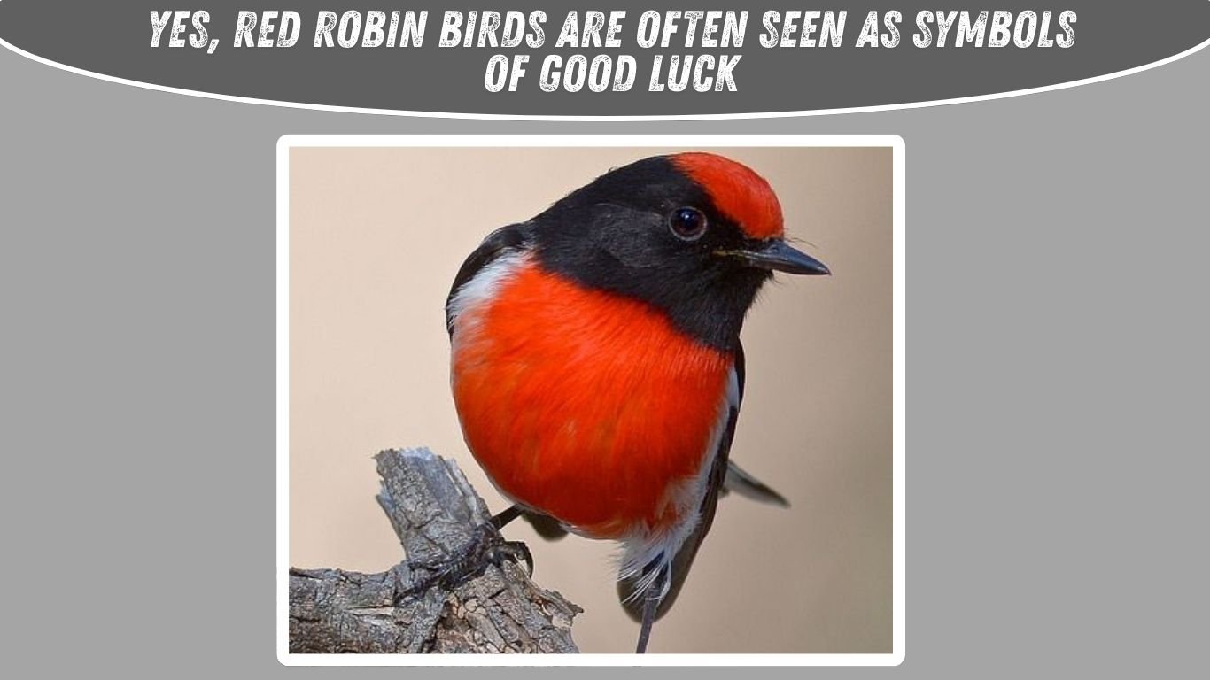 26 FAQs And Facts About the Red Robin Bird