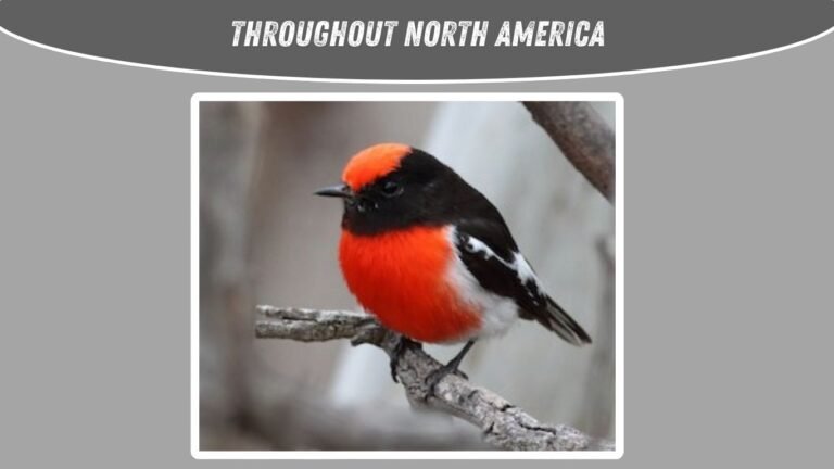 26 FAQs And Facts About the Red Robin Bird