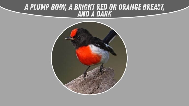 26 FAQs And Facts About the Red Robin Bird