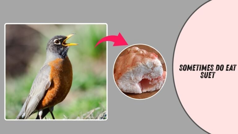23 Commonly FAQs and Facts About American Robin Diet