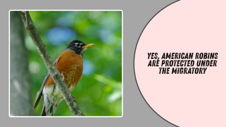 55 Commonly Asked Questions and Facts About the American Robin