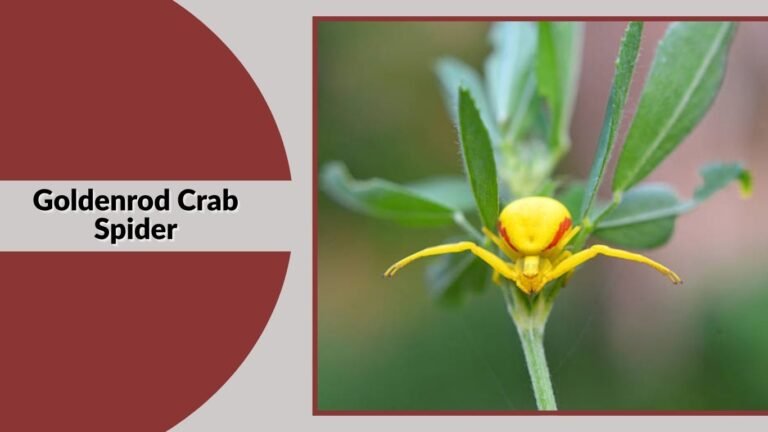 15 Types of Crab Spiders: Identification With Pictures