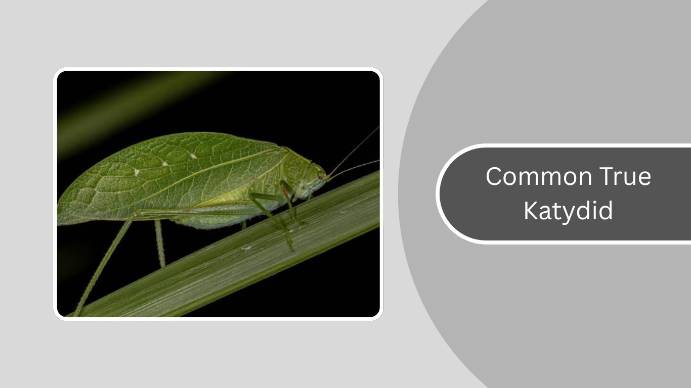 21 Types of Katydid: Identification with Pictures
