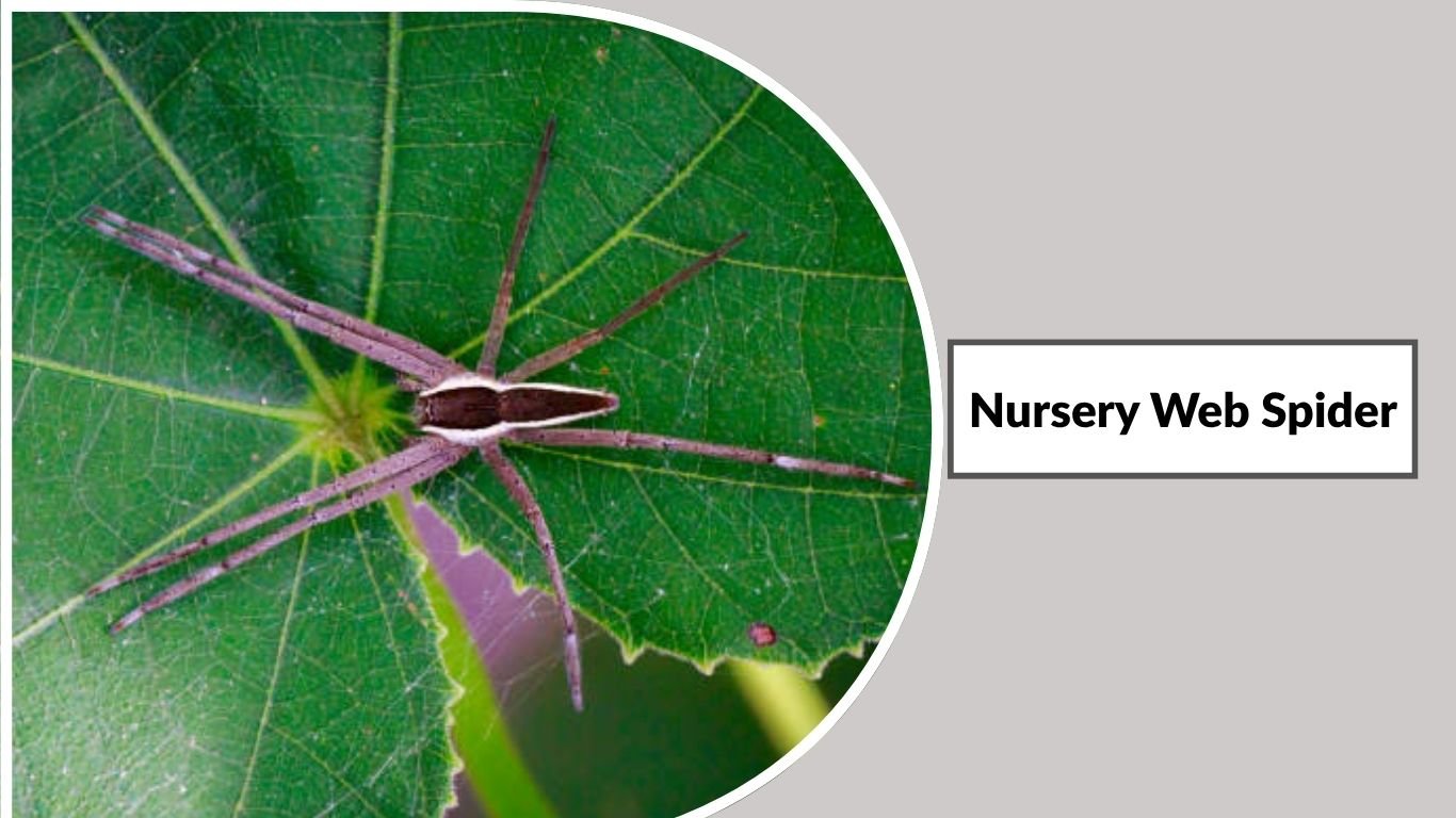 7 Types of Nursery web spider: Identificaton with Pictures