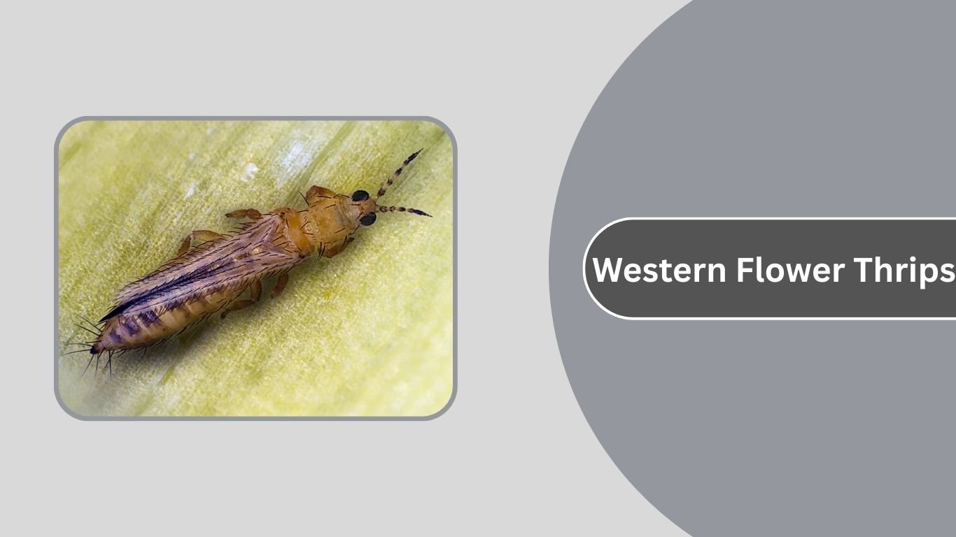21 Types of Thrip: Identification With Pictures