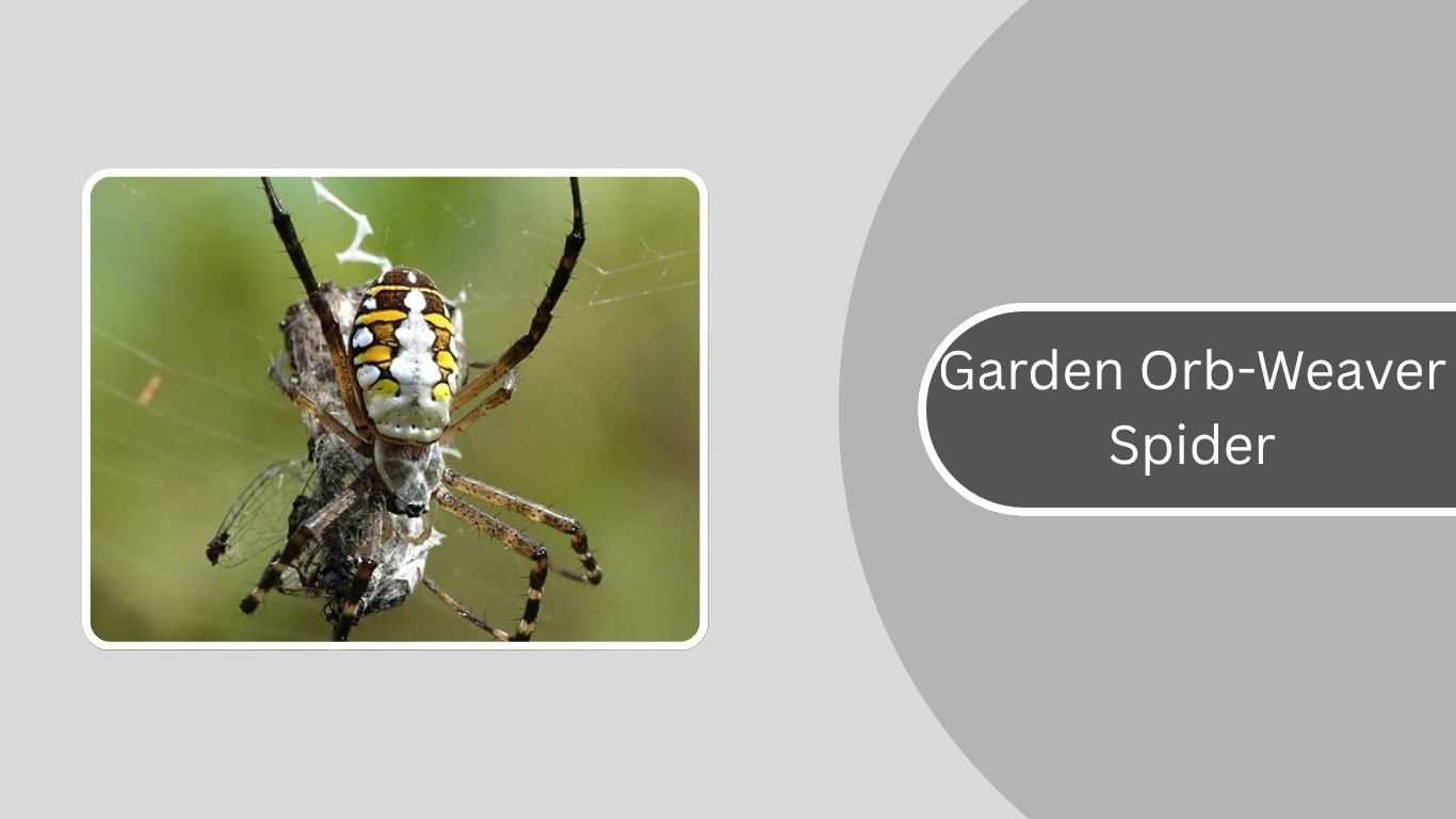 23 types of Orb-weaver spiders: Identification with Pictures