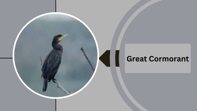 23 Types of Cormorant Bird: Identification with Pictures