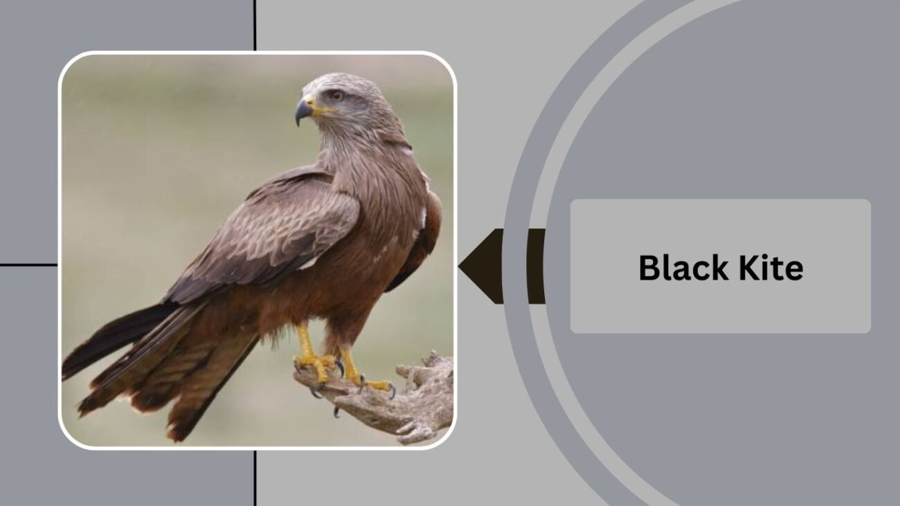 17 Types of Kite Birds: Identification with Pictures