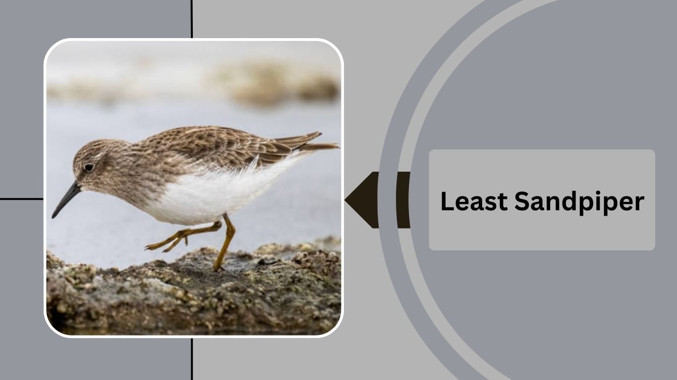 23 Types of Sandpipers: Different Species Identification
