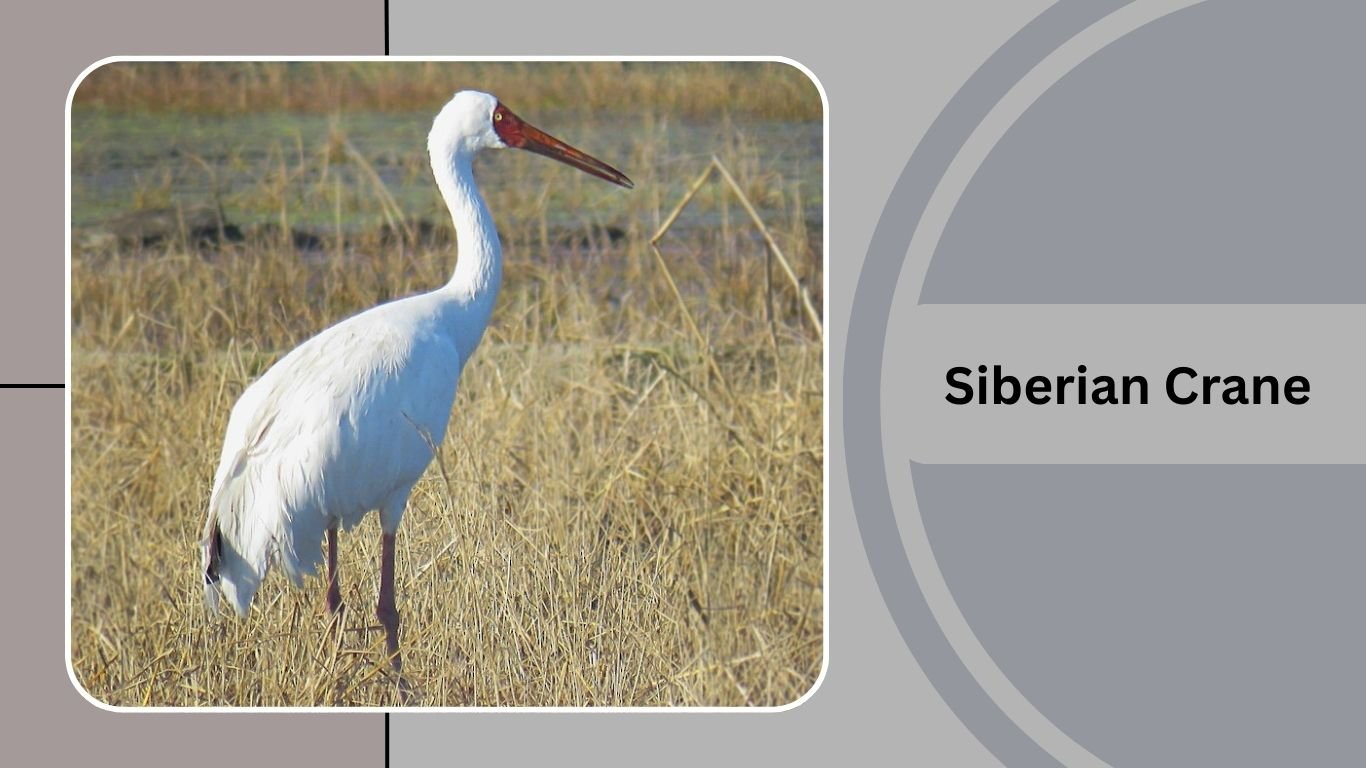 15 Types of Crane Birds: Identification With Pictures