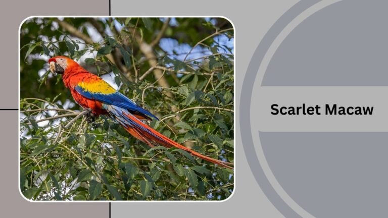 17 Types of Macaws: Different Species Identification With Name