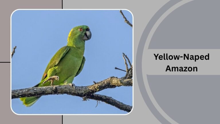 15 Types of Amazon Parrots: Identification With Pictures