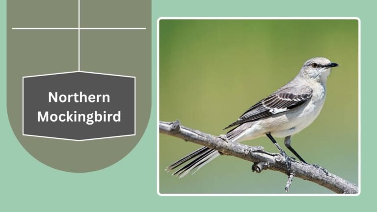 17 Types of Mockingbirds: Different Species Identification