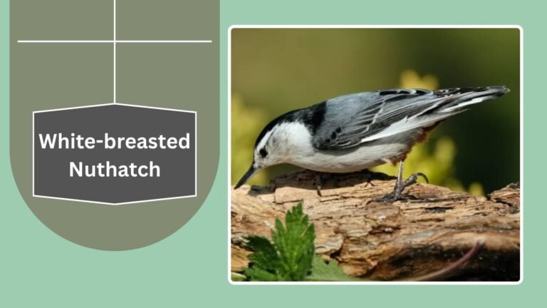 11 Types of Nuthatches: Identification With Pictures