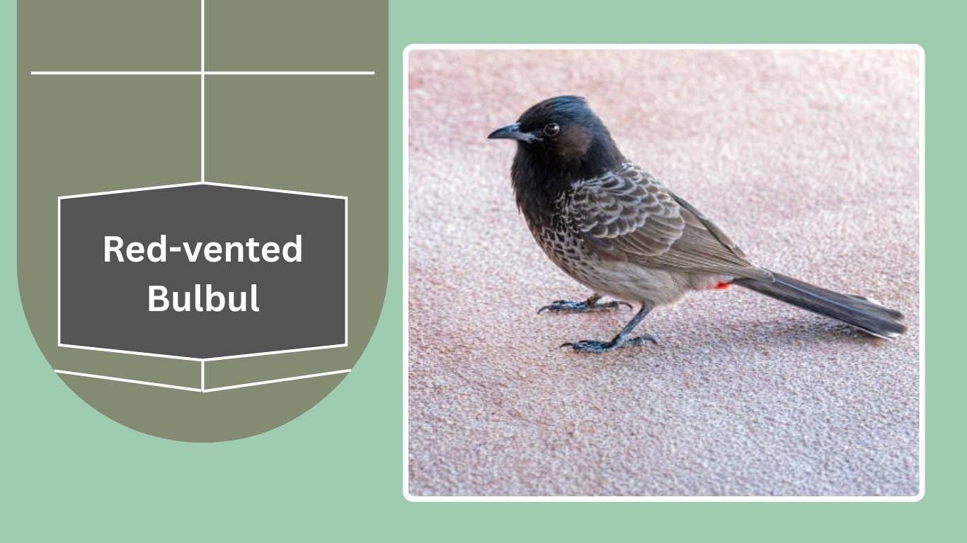 15 Types of Bulbuls: Identification With Pictures