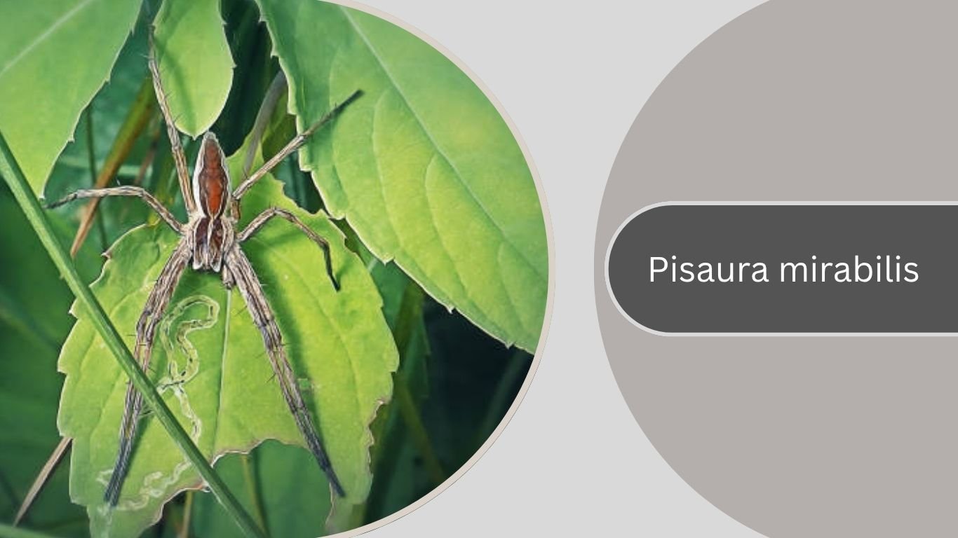 12 Types of Nursery Web Spiders: Identification with Pictures