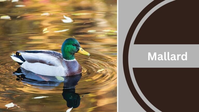 27 Common Birds in Water: Identification with Pictures