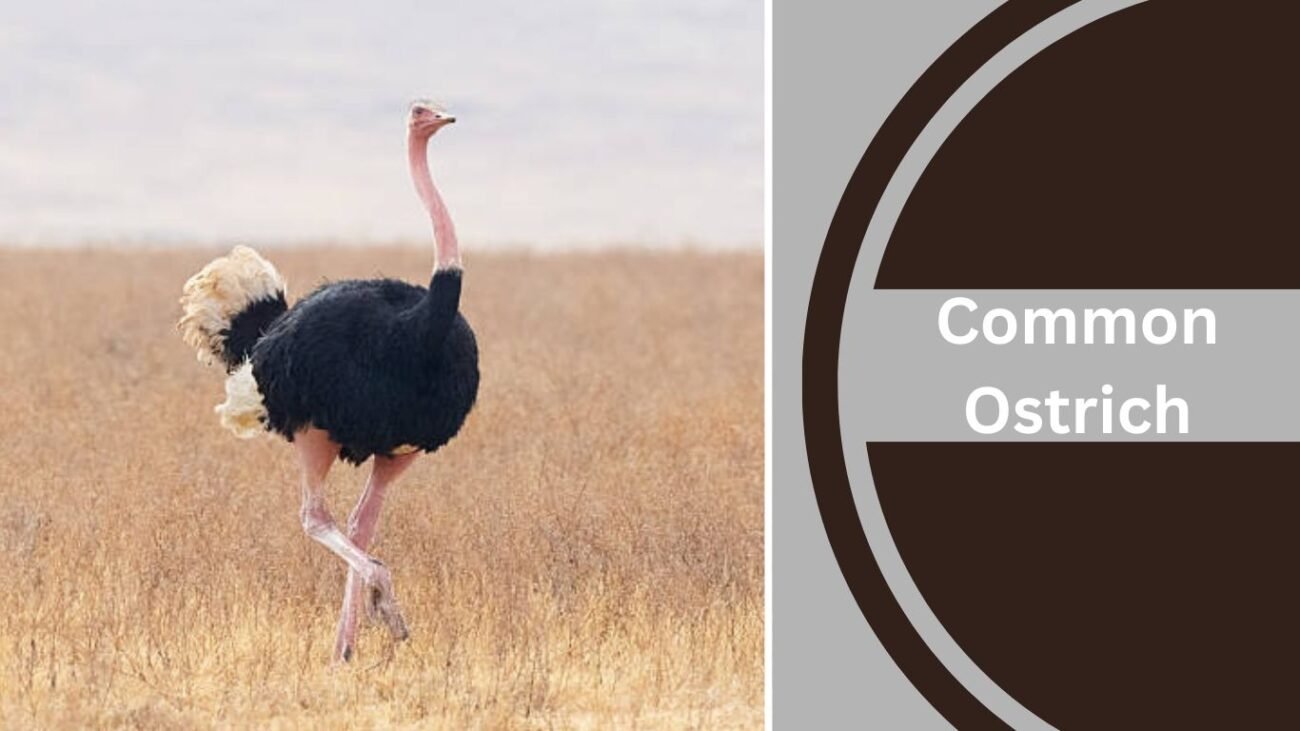 13 Ratites & Large Flightless Birds (ID with Pictures)