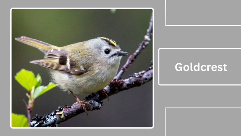 25 Types of Tiny Birds : Identification with Pictures