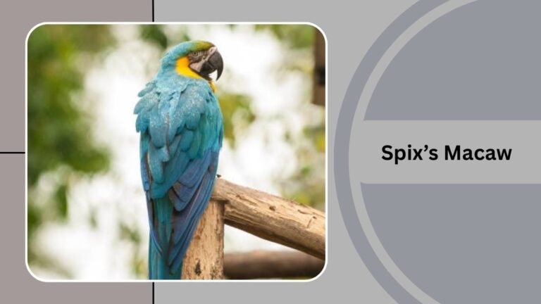 17 Types of Macaws: Different Species Identification With Name