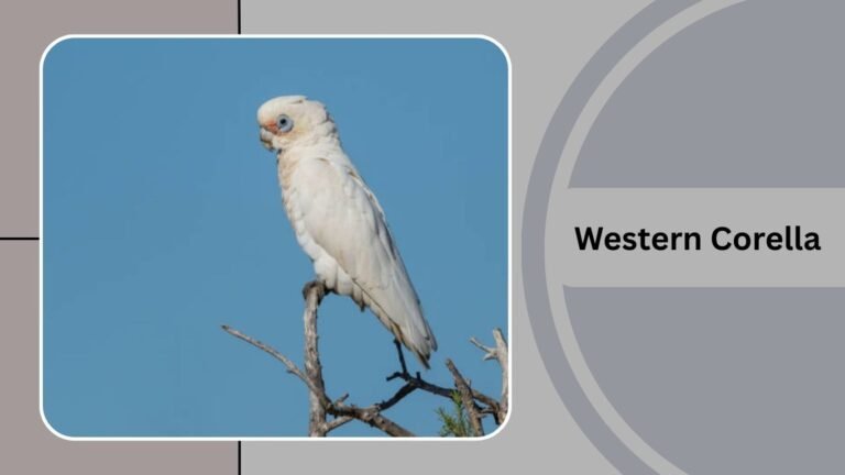 21 Types of Cockatoos: Identification With Pictures