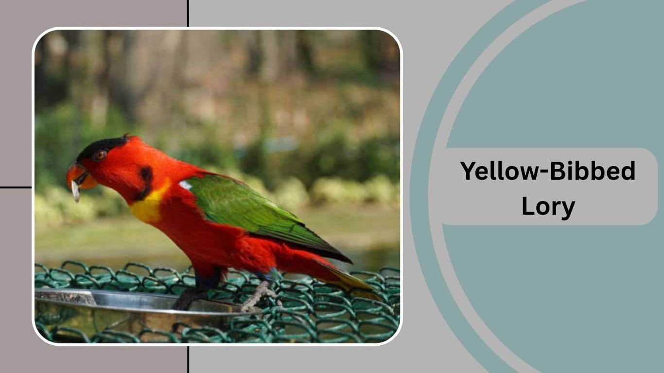 17 Types of Lorikeet Birds: Identification with Pictures