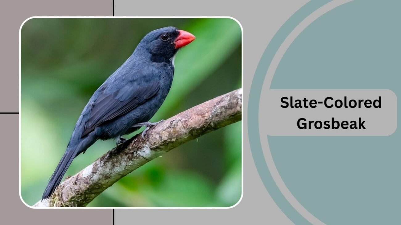 15 Types of Grosbeaks: Identification With Pictures