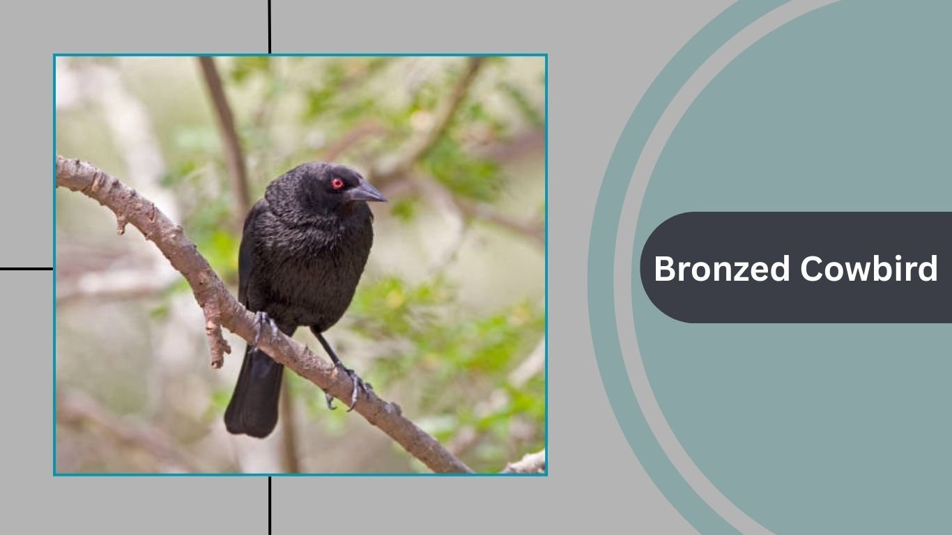 27 Types of Blackbirds: Identification with Pictures