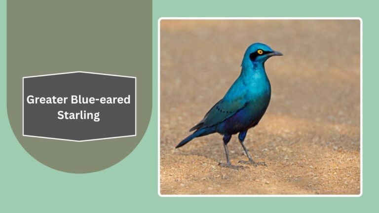 25 Types of Starlings: Identification with Pictures