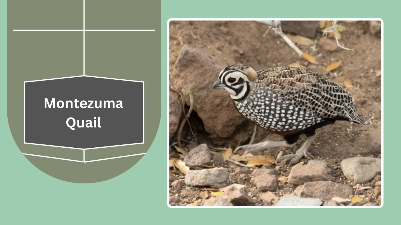 27 Types of Quail Birds: Identification with Pictures