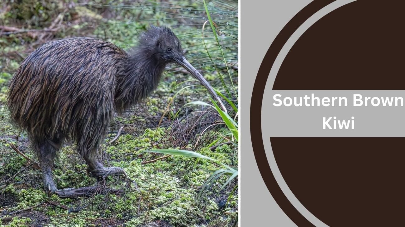 13 Ratites & Large Flightless Birds (ID with Pictures)