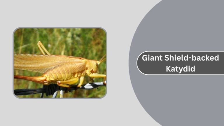 21 Types of Katydid: Identification with Pictures